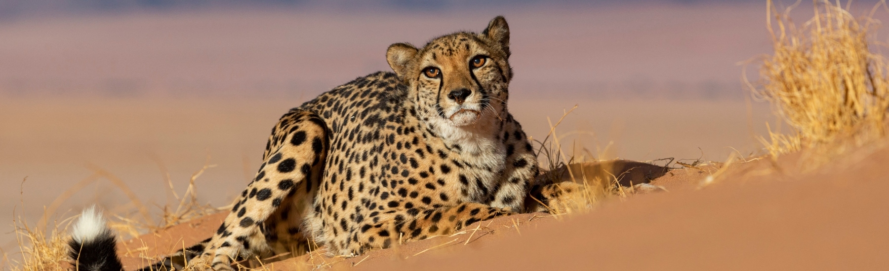 Conservation | Naankuse Ecotourism Collection